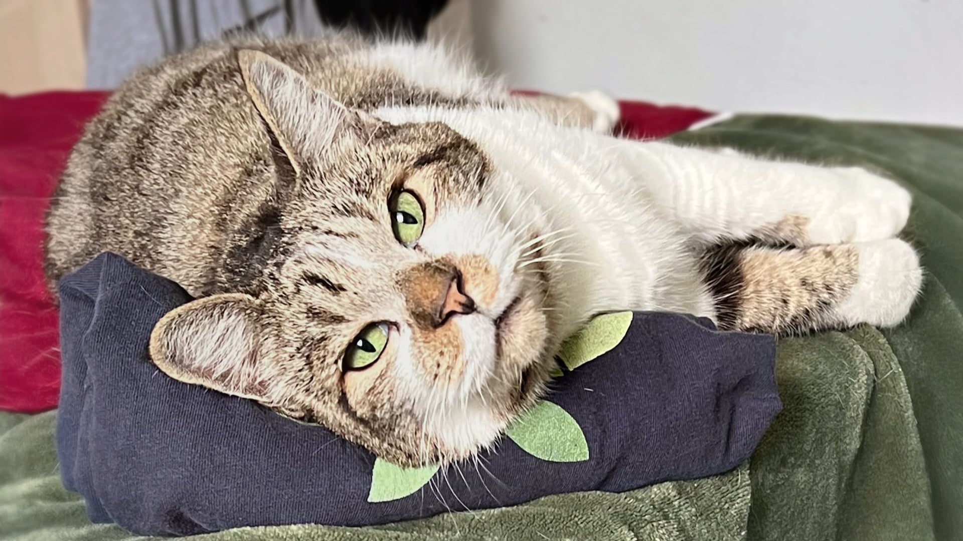 [Stage 2 CKD] Rocky – BUN von 30 auf 23 gesenkt – Greycoat Research