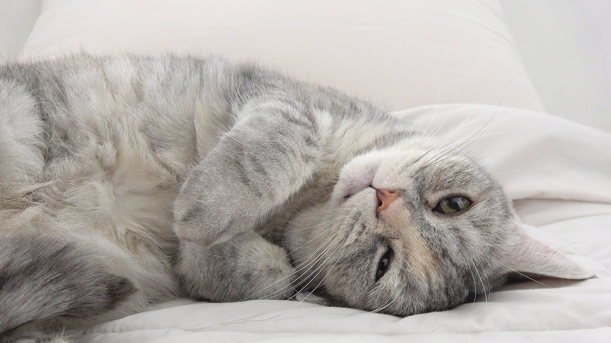 3 Potentially Life-threatening Vitamins for Cats with Stage 3 Kidney D – Greycoat Research