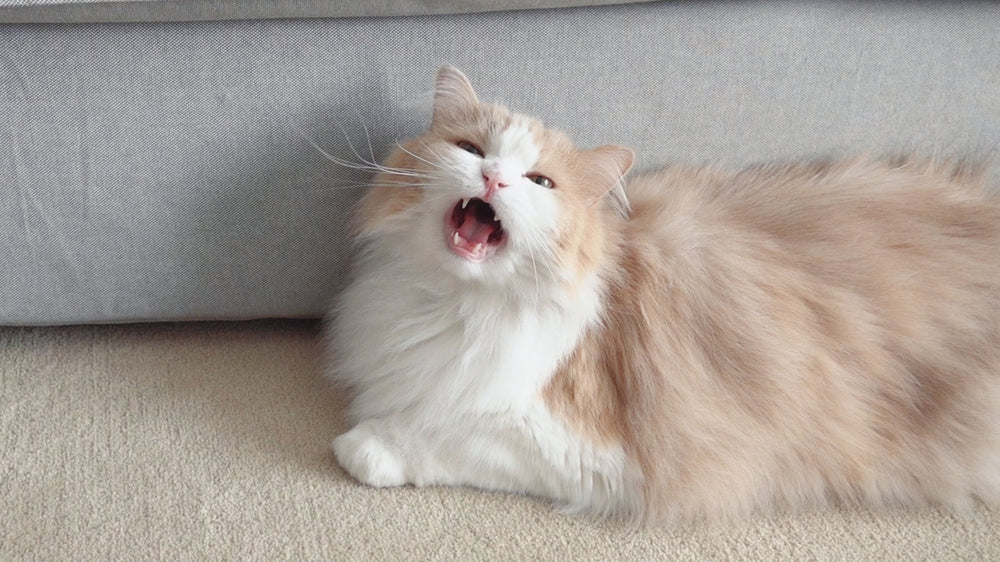 The Last Warning Sign You’ll Smell: Bad Breath and Kidney Disease – Greycoat Research