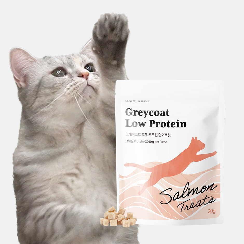 Cat Kidney Disease Cure Nears Reality: Dr. Toru Miyazaki’s AIM Therapy – Greycoat Research