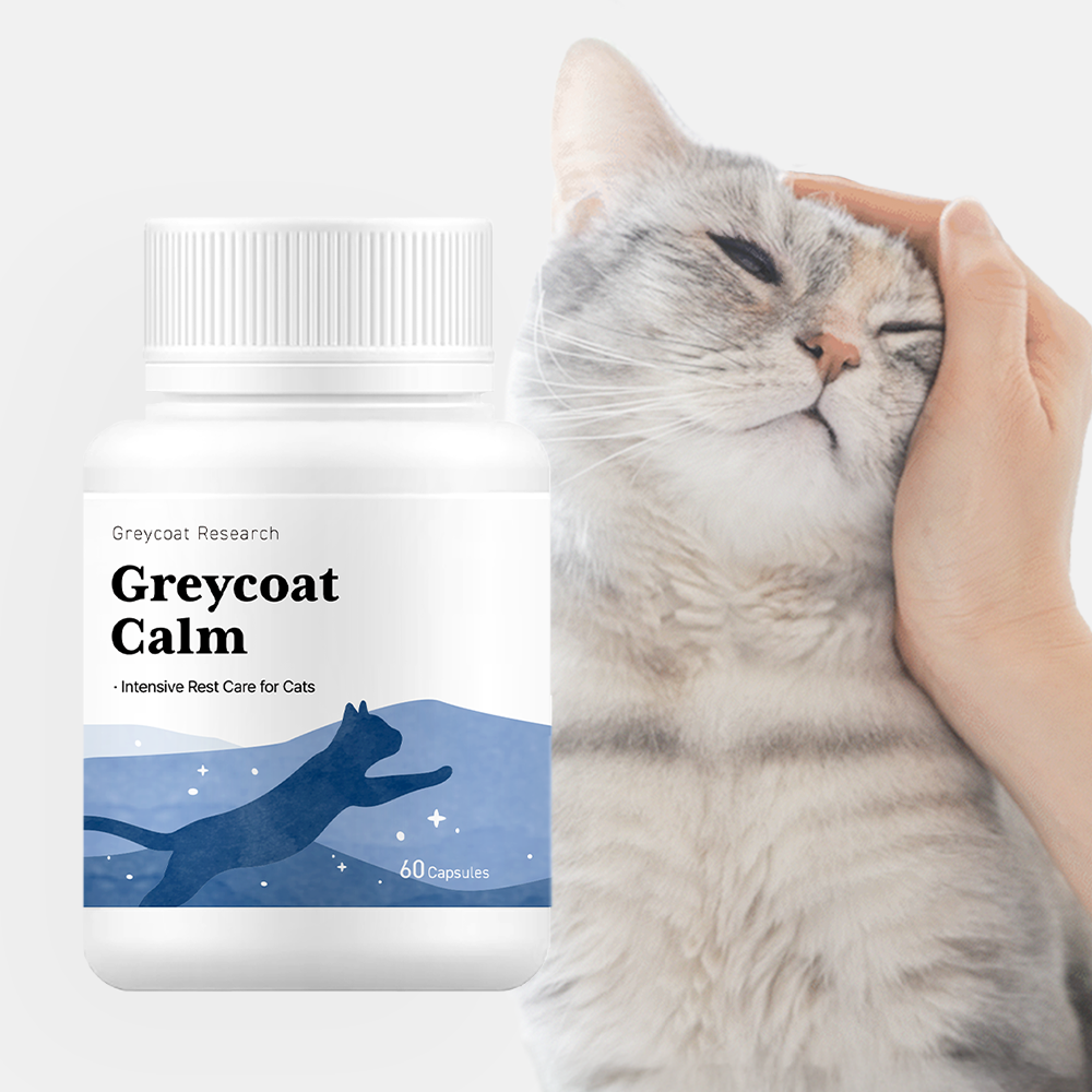 Cat Kidney Disease Cure Nears Reality: Dr. Toru Miyazaki’s AIM Therapy – Greycoat Research