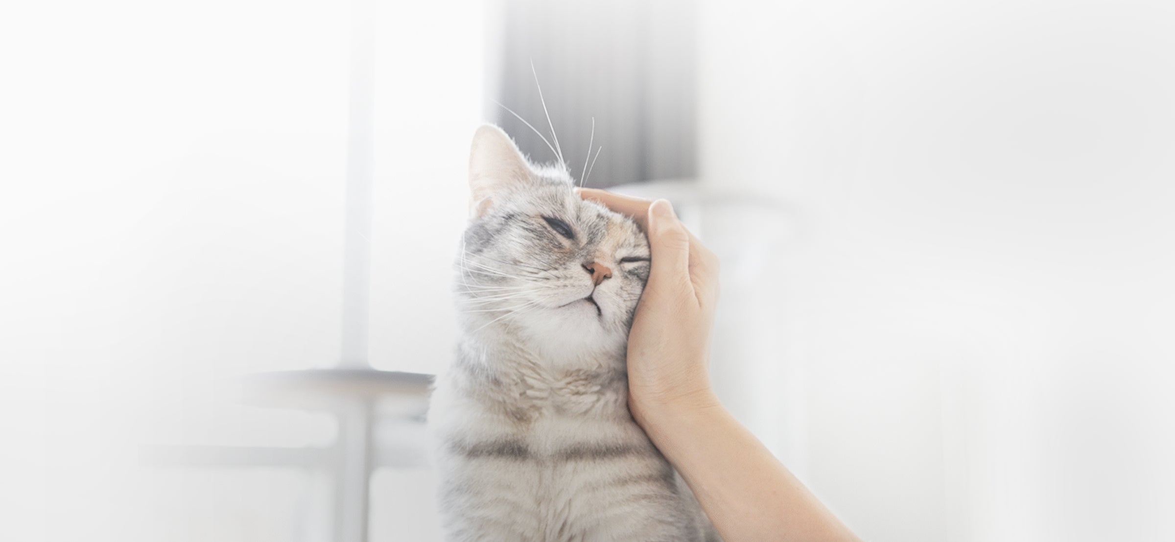 Greycoat Research | AIM-Based CKD Support for Cats