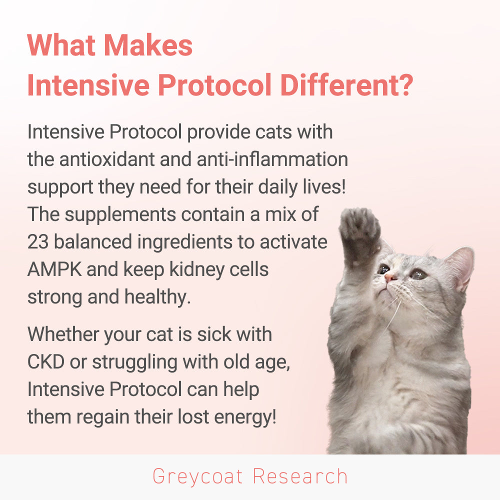 Intensive Protocol – Greycoat Research