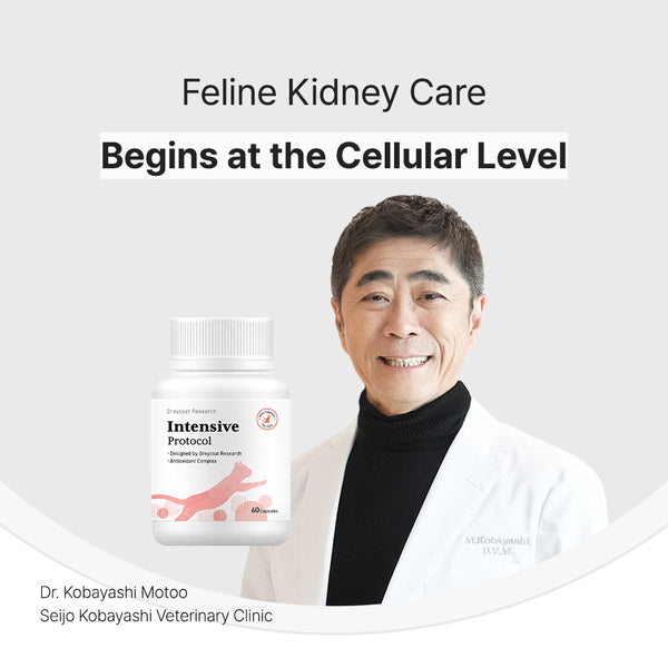 Intensive Protocol | Kidney Cellular Energy Support for Cats – Greycoat ...